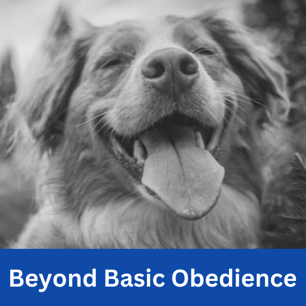 Beyond Basic Obedience | Off Leash K9 Training, Georgia